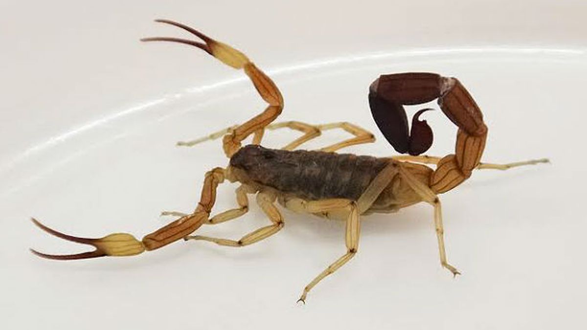 Bebé de 3 días estuvo grave por picadura de un alacrán