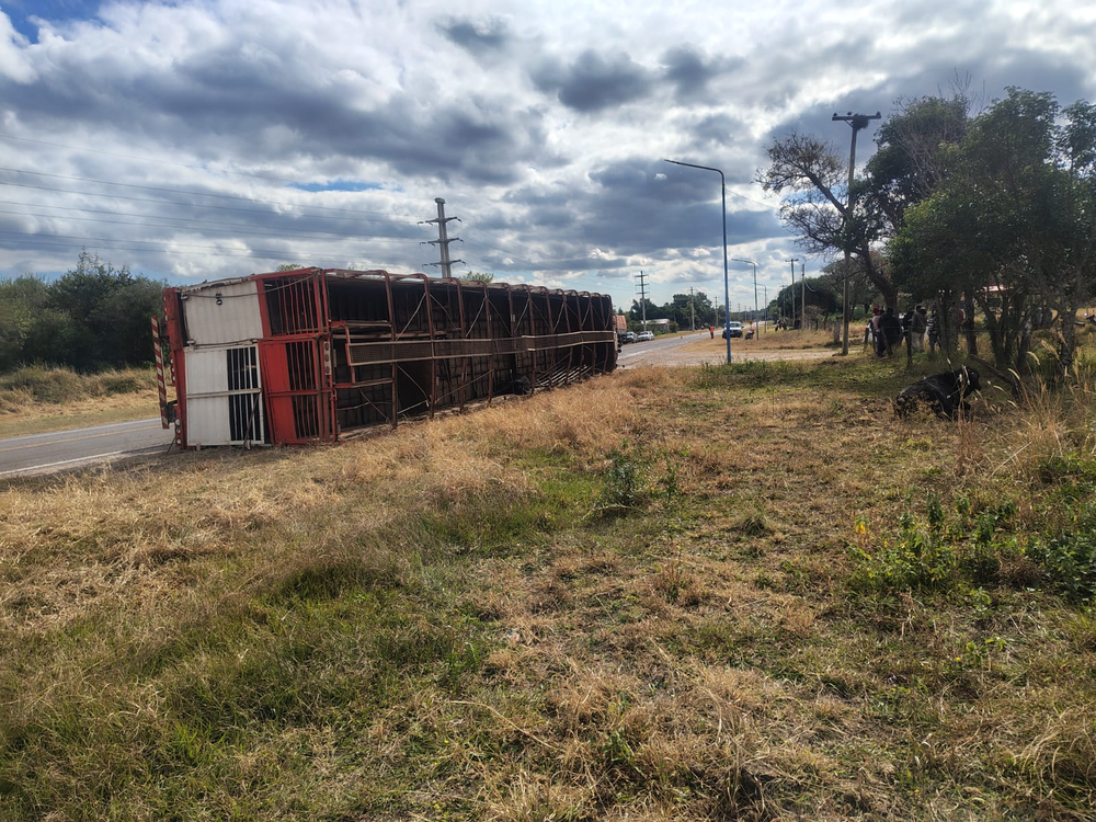 Volcó un camión que transportaba ganado