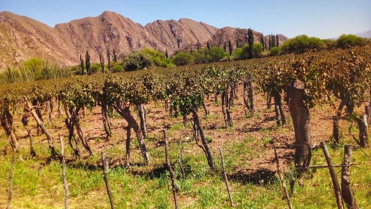 La acechanza litífera