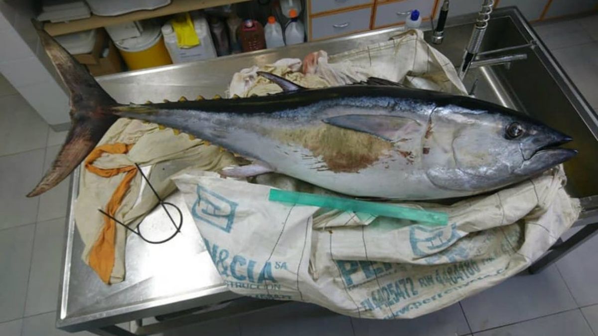 Encuentran un atún azul muerto en la playa: tenía plástico en su interior