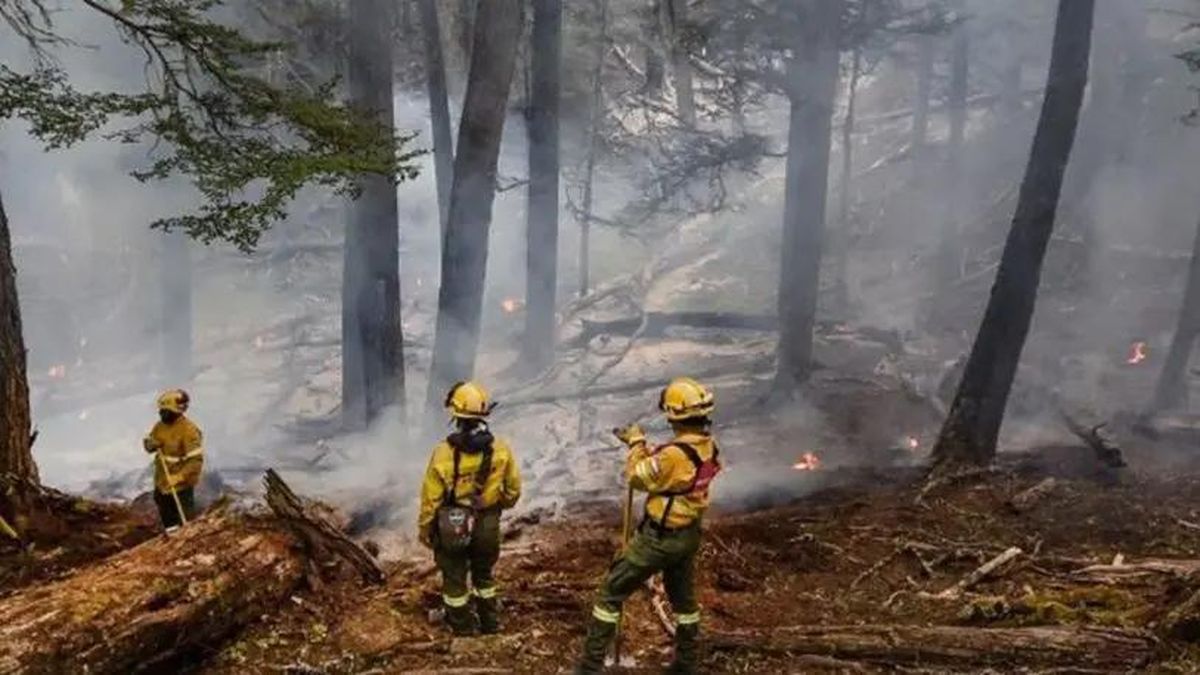 El 99% de los incendios forestales se origina por causas intencionales