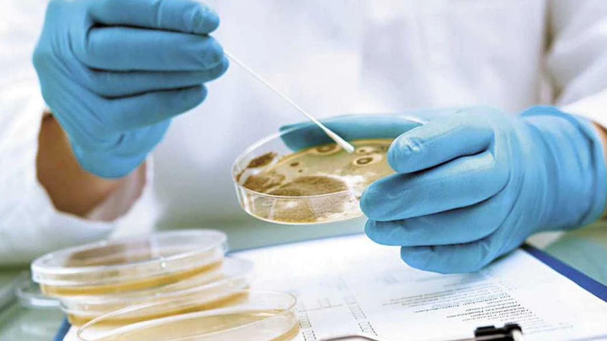 El Súper Hongo: ¿se viene la próxima pandemia?