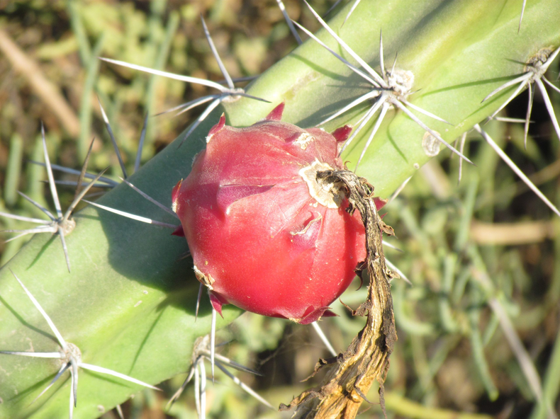 Estudian en Catamarca frutos nativos muy raros, que podrían conquistar ...