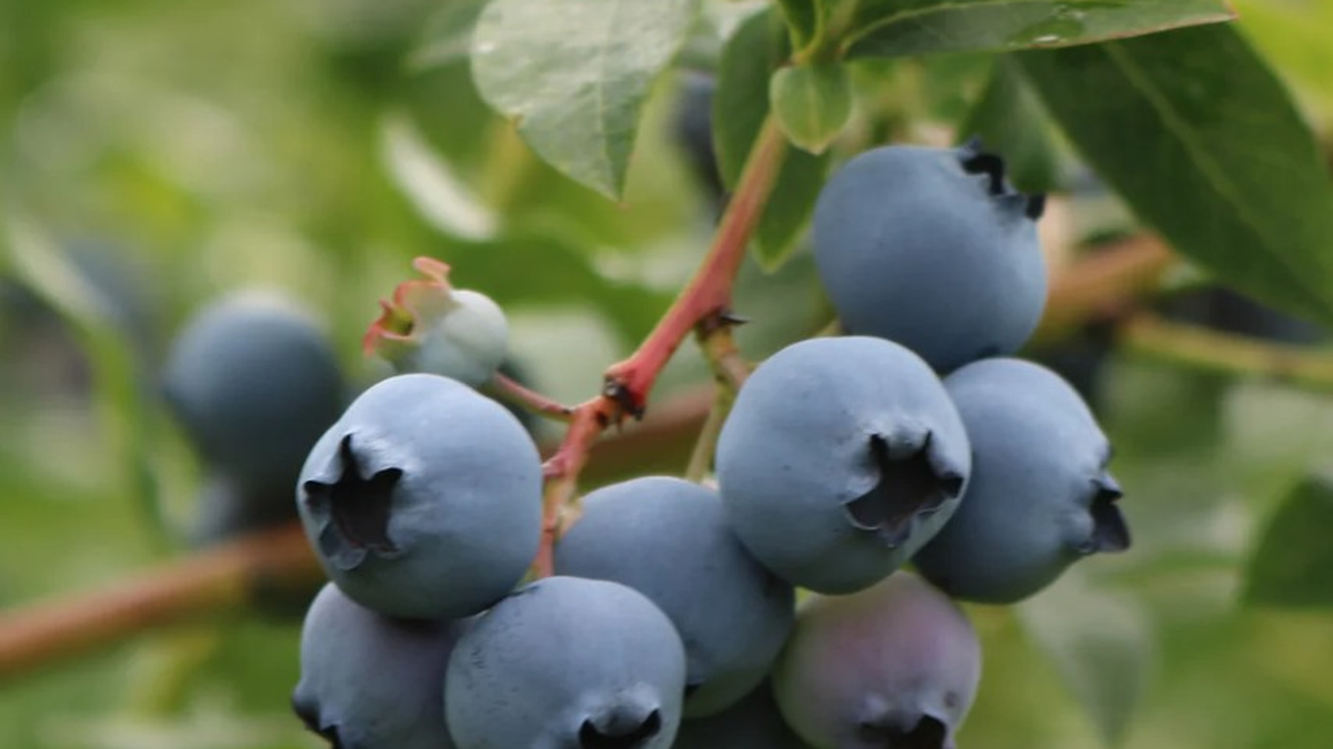 La vendimia temprana de Alijilán: el arándano de Catamarca se consolida ...