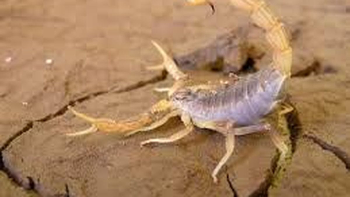 Aumentan los casos de alacranismo