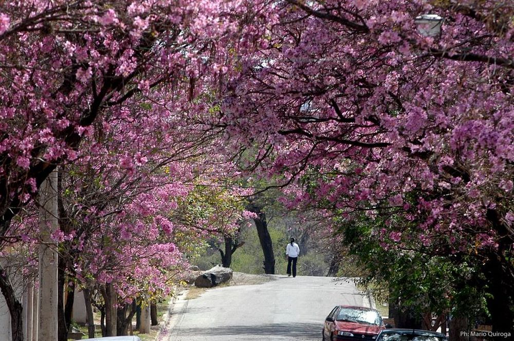 Pronóstico del tiempo: ¿cómo arranca la primavera?
