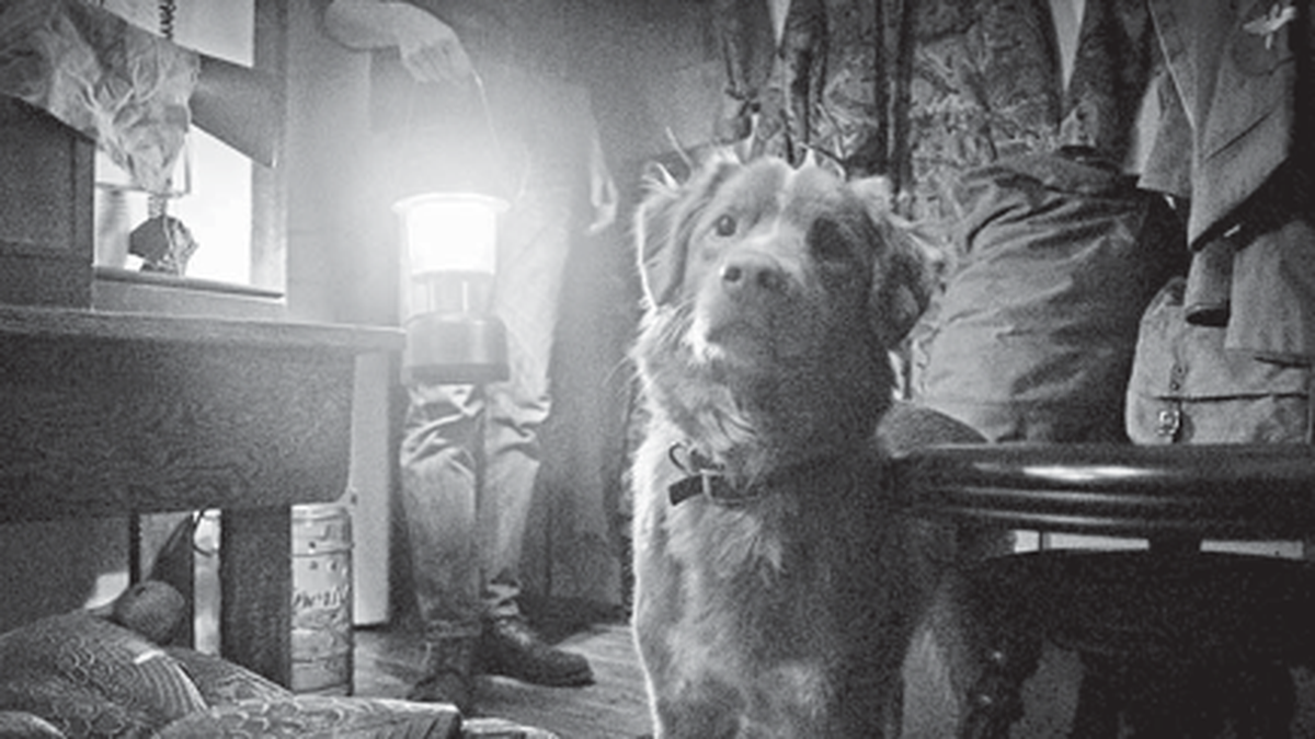 Una historia paranormal desde la perspectiva de un perro