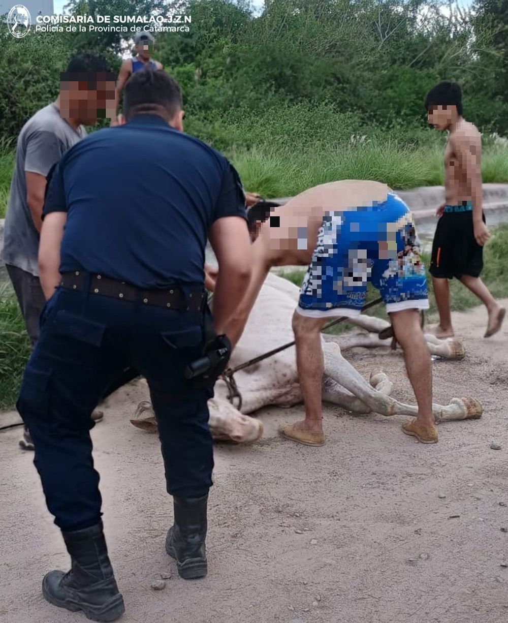 Policías y un joven lograron salvar a un caballo que cayó a un canal de ...
