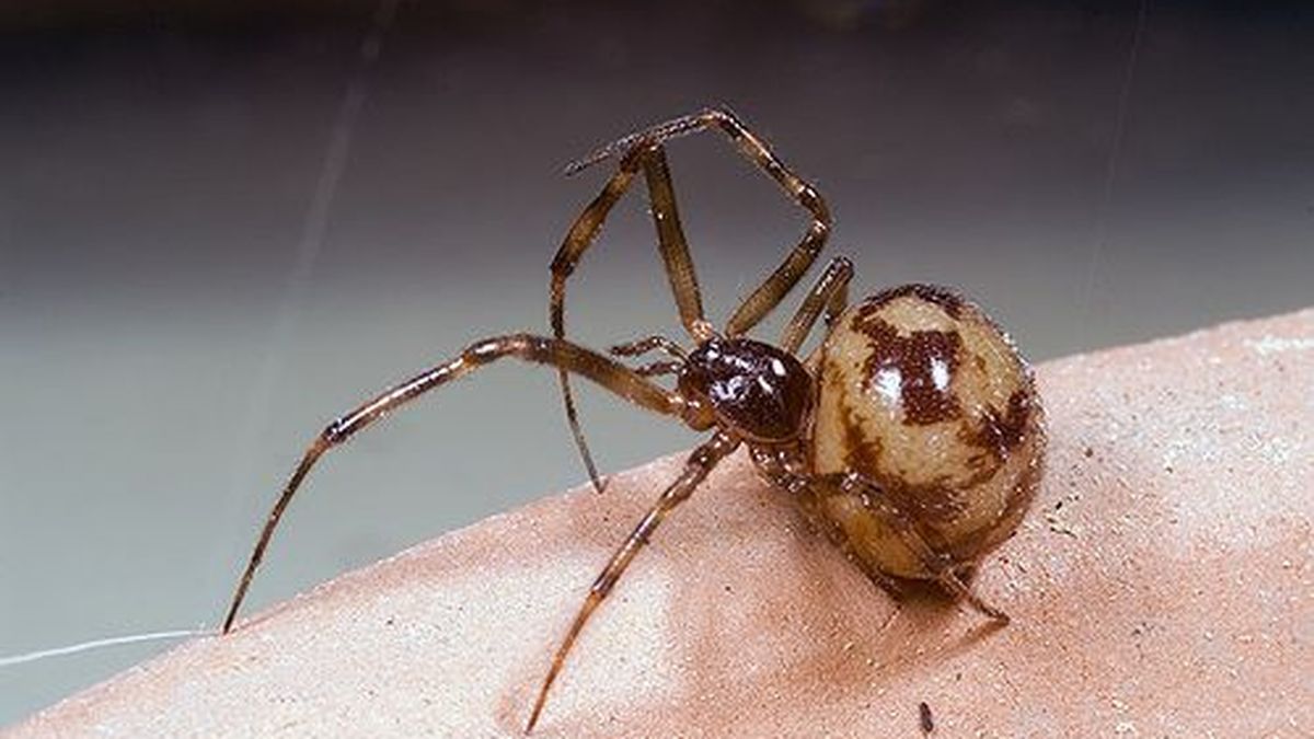 Catamarca logró curar el primer caso de picadura de “falsa viuda”